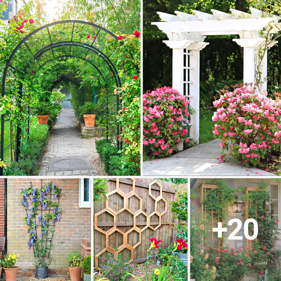 30 Stunning Trellis Ideas That You'll Like - ZUGNEWS