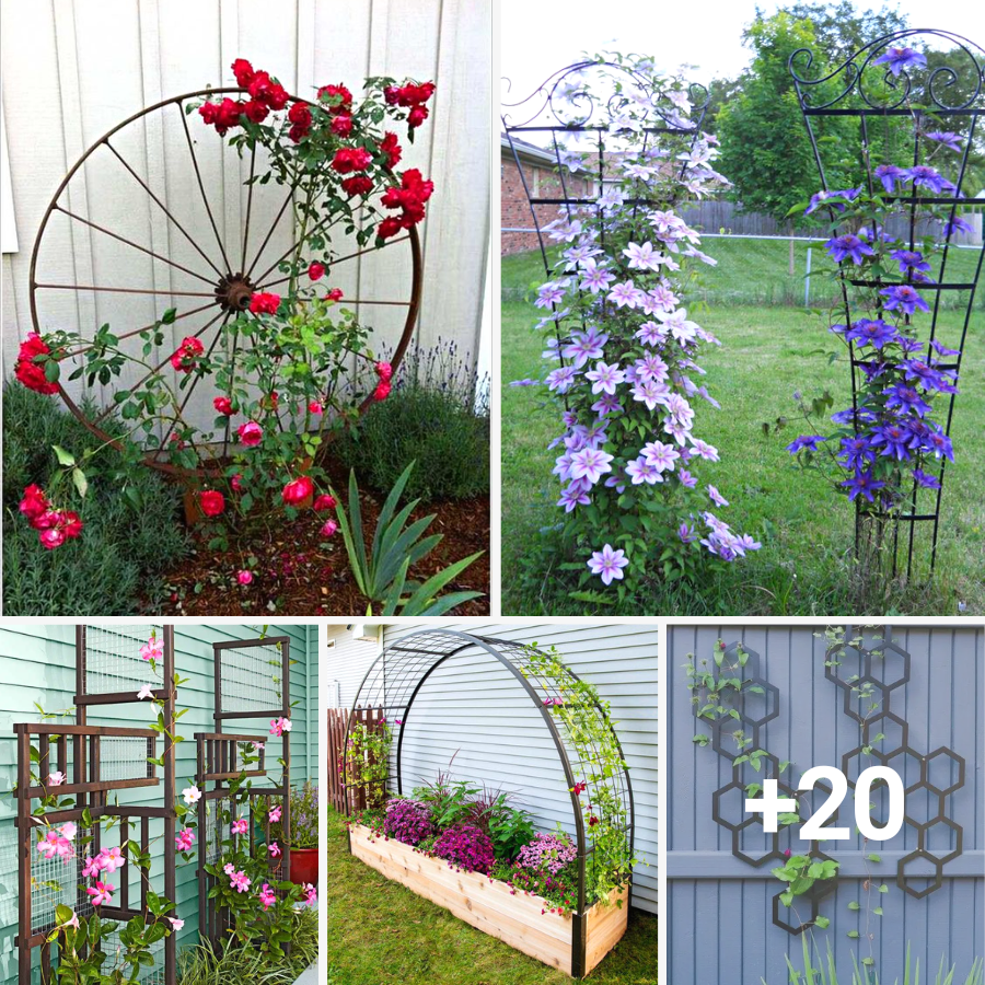 40 Stunning Trellis Ideas To Add Charm To Your Garden - ZUGNEWS