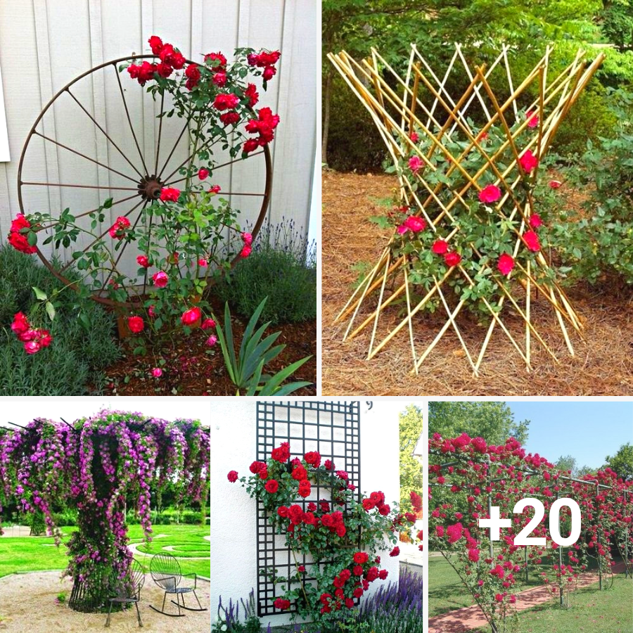 30 DIY Rose Trellis Ideas - ZUGNEWS